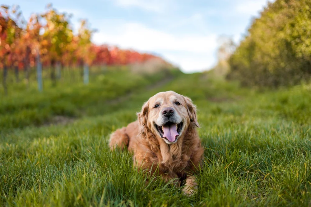 Shepherd Veterinary Clinic