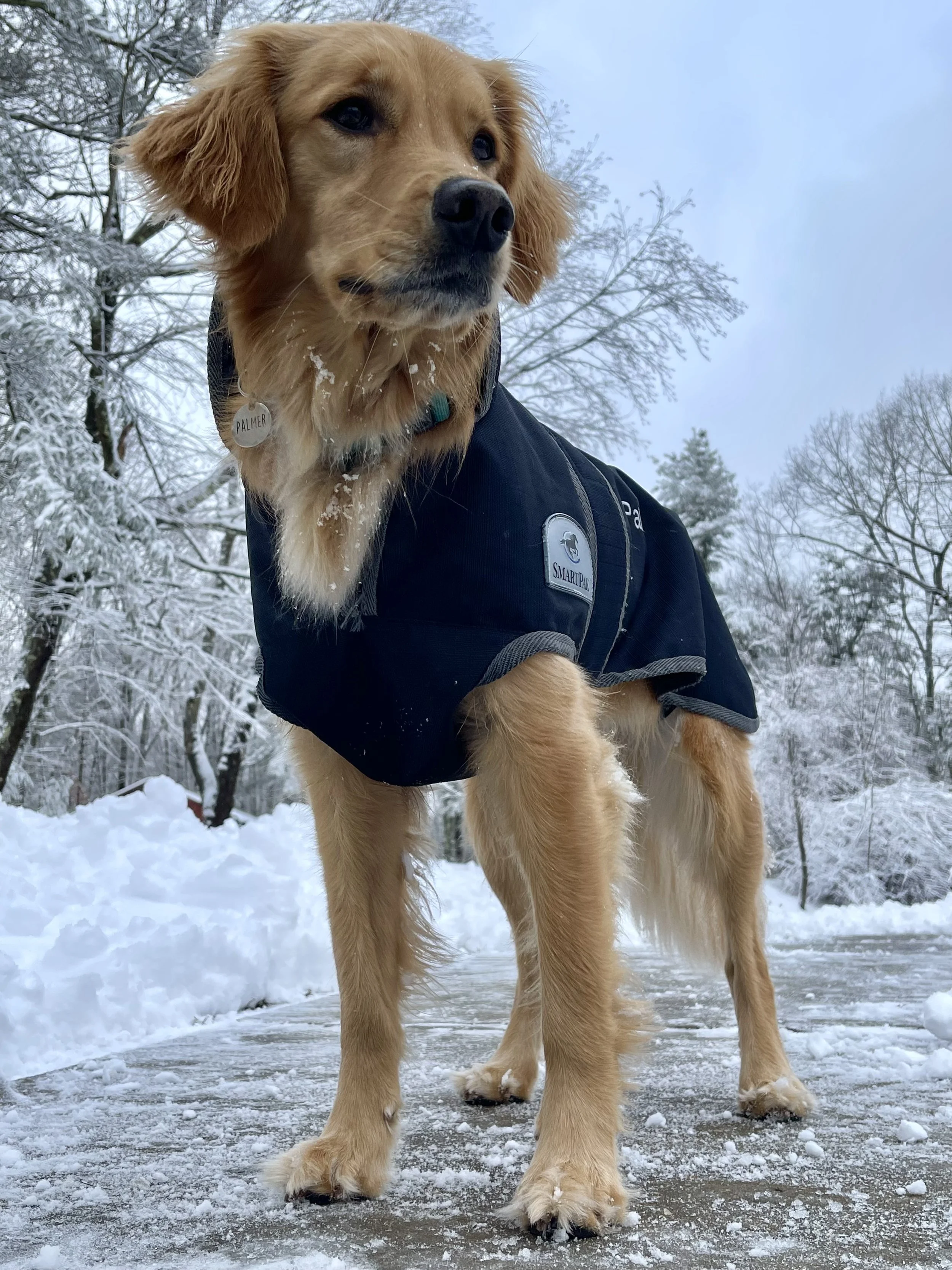 About 1 — Shepherd Veterinary Clinic