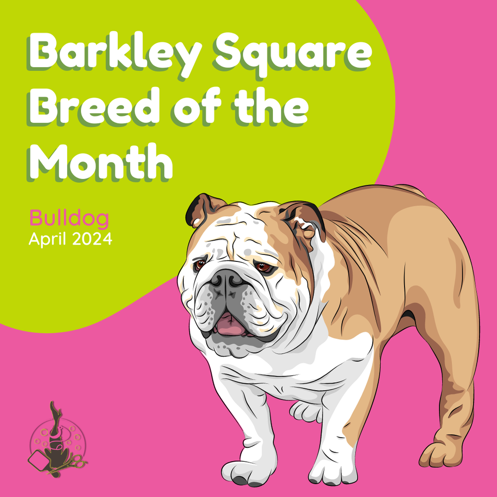 Dog Grooming Pet Sitting | Barkley Square