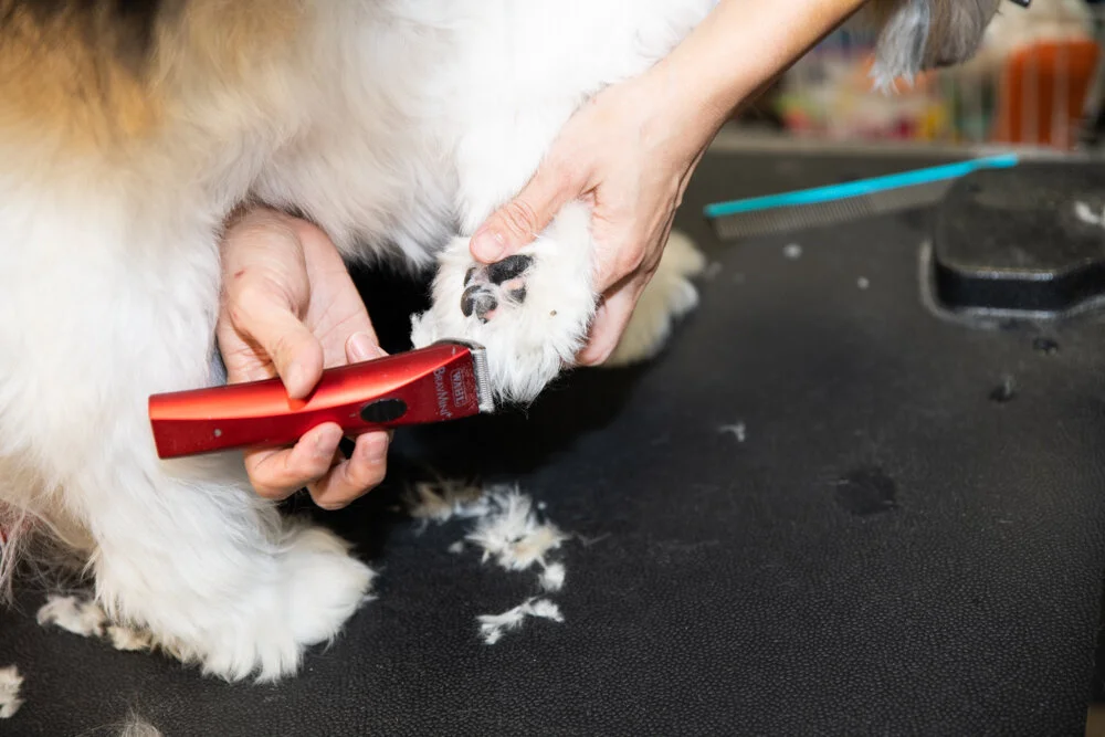 Terms of Use — Dog Cat Mobile Pet Grooming | Barkley Square