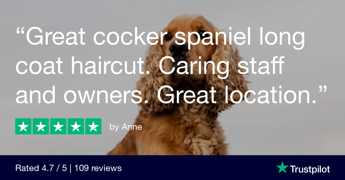 Barkley Square Pet Grooming Pet Sitting