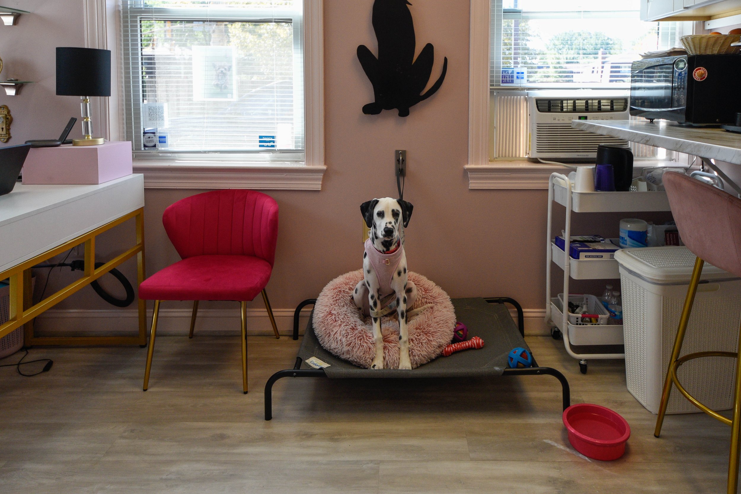 Book Services — Dog Cat Mobile Pet Grooming | Barkley Square