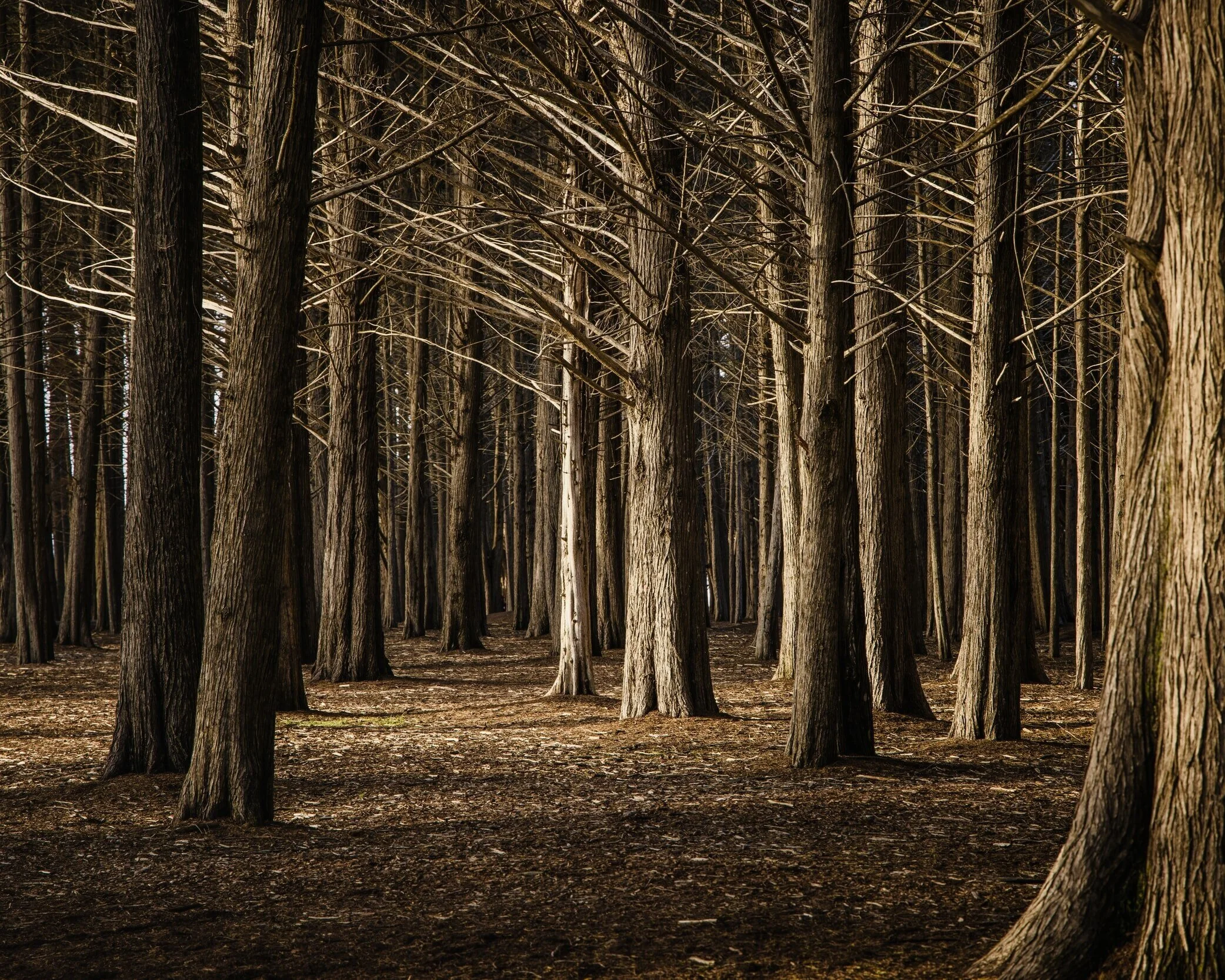 Psychotherapy in Danville and SF area, California - Fedra Tehrani Therapy