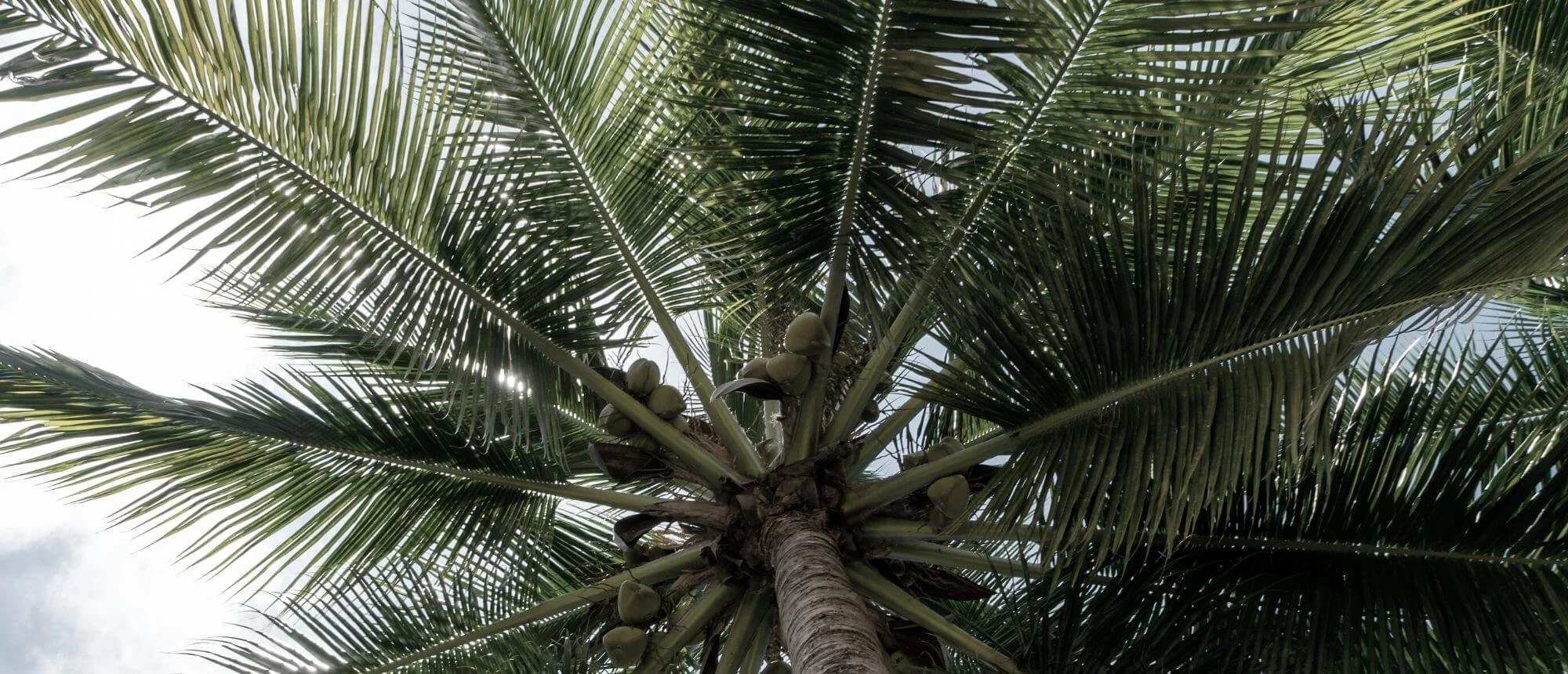 Mission Twist | Squarespace Templates & Tutorials