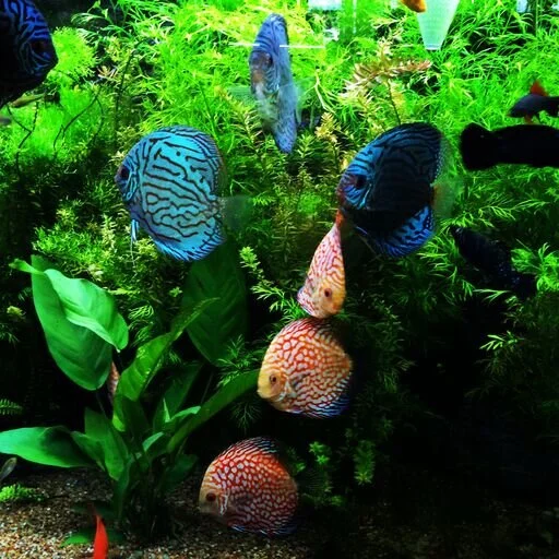 Freshwater Fish — Aquarium Adventure Columbus