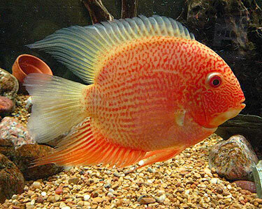 Freshwater Fish — Aquarium Adventure Columbus