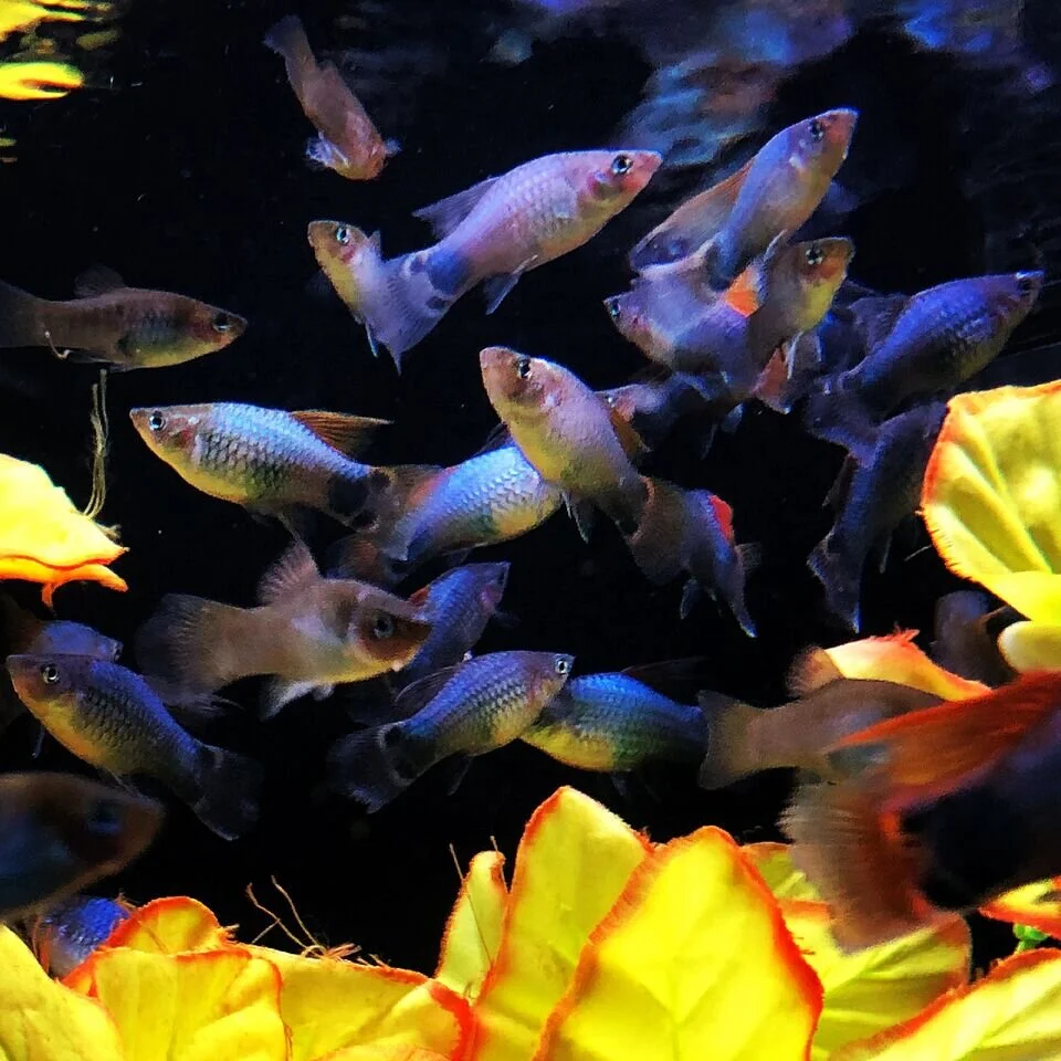 Freshwater Fish — Aquarium Adventure Columbus