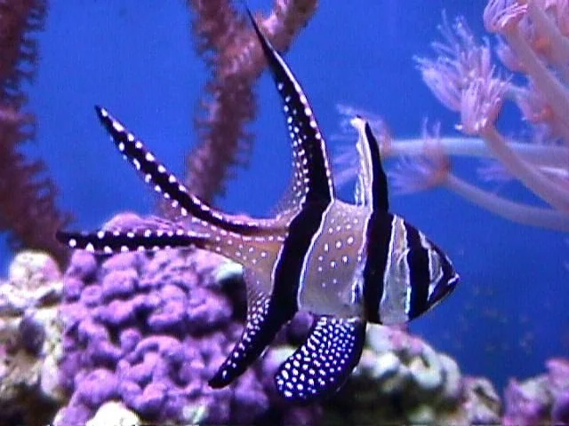 Saltwater Fish — Aquarium Adventure Columbus