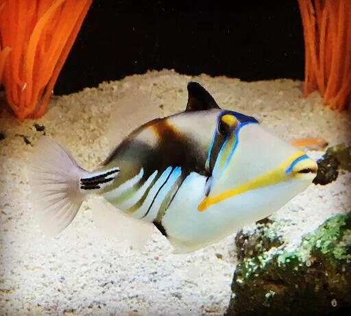 Saltwater Fish — Aquarium Adventure Columbus
