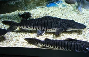 Freshwater Fish — Aquarium Adventure Columbus