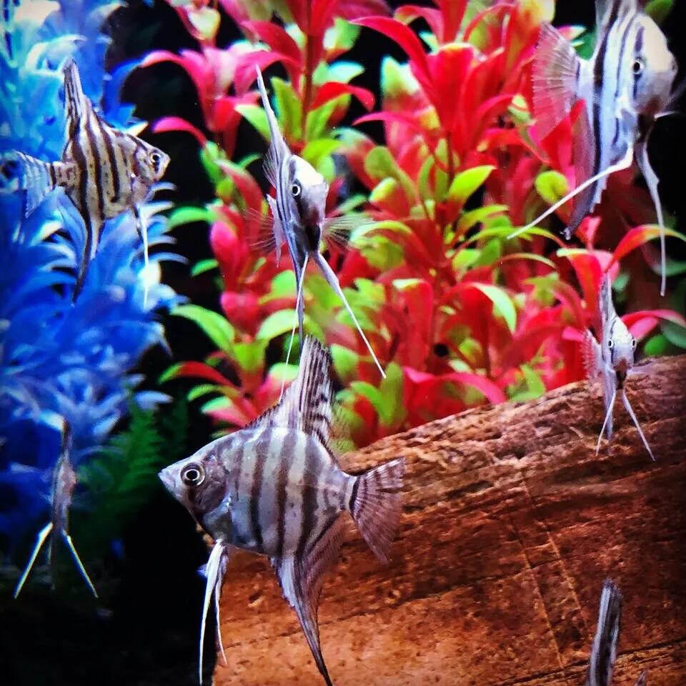Freshwater Fish — Aquarium Adventure Columbus