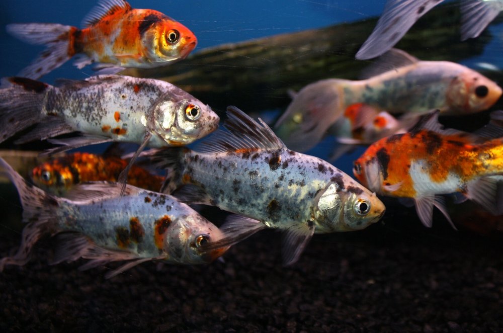 Pond Fish and Plants — Aquarium Adventure Columbus