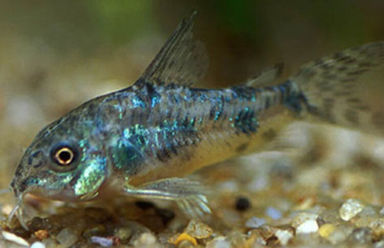 Freshwater Fish and Plant Master List — Aquarium Adventure Columbus