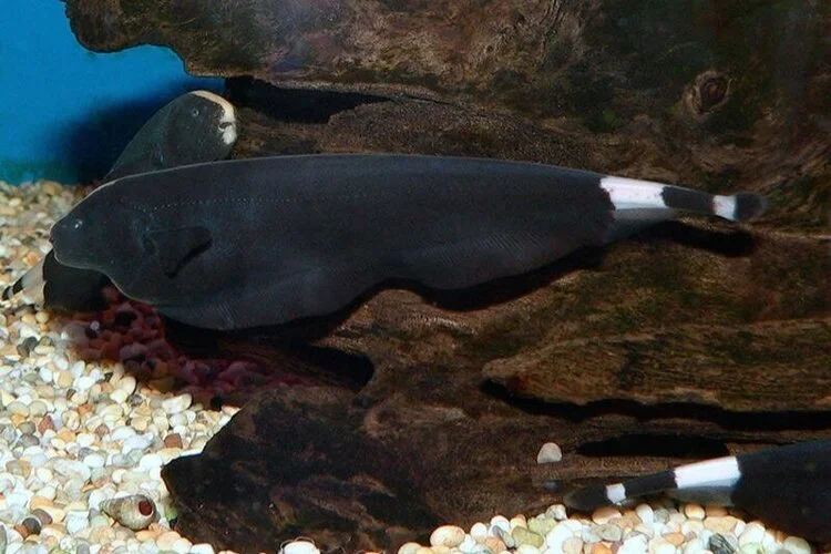 Freshwater Fish and Plant Master List — Aquarium Adventure Columbus