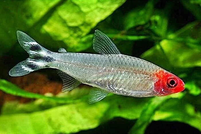Freshwater Fish and Plant Master List — Aquarium Adventure Columbus
