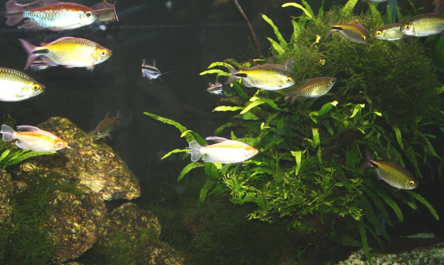 Aquarium Adventure Blog — Aquarium Adventure Columbus