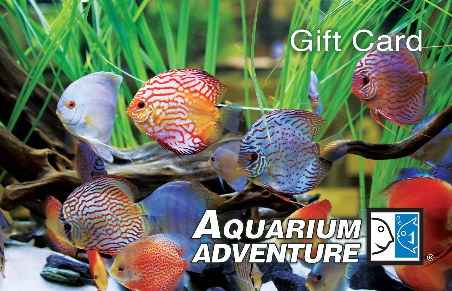 Aquarium Adventure Columbus Gift Cards — Aquarium Adventure Columbus