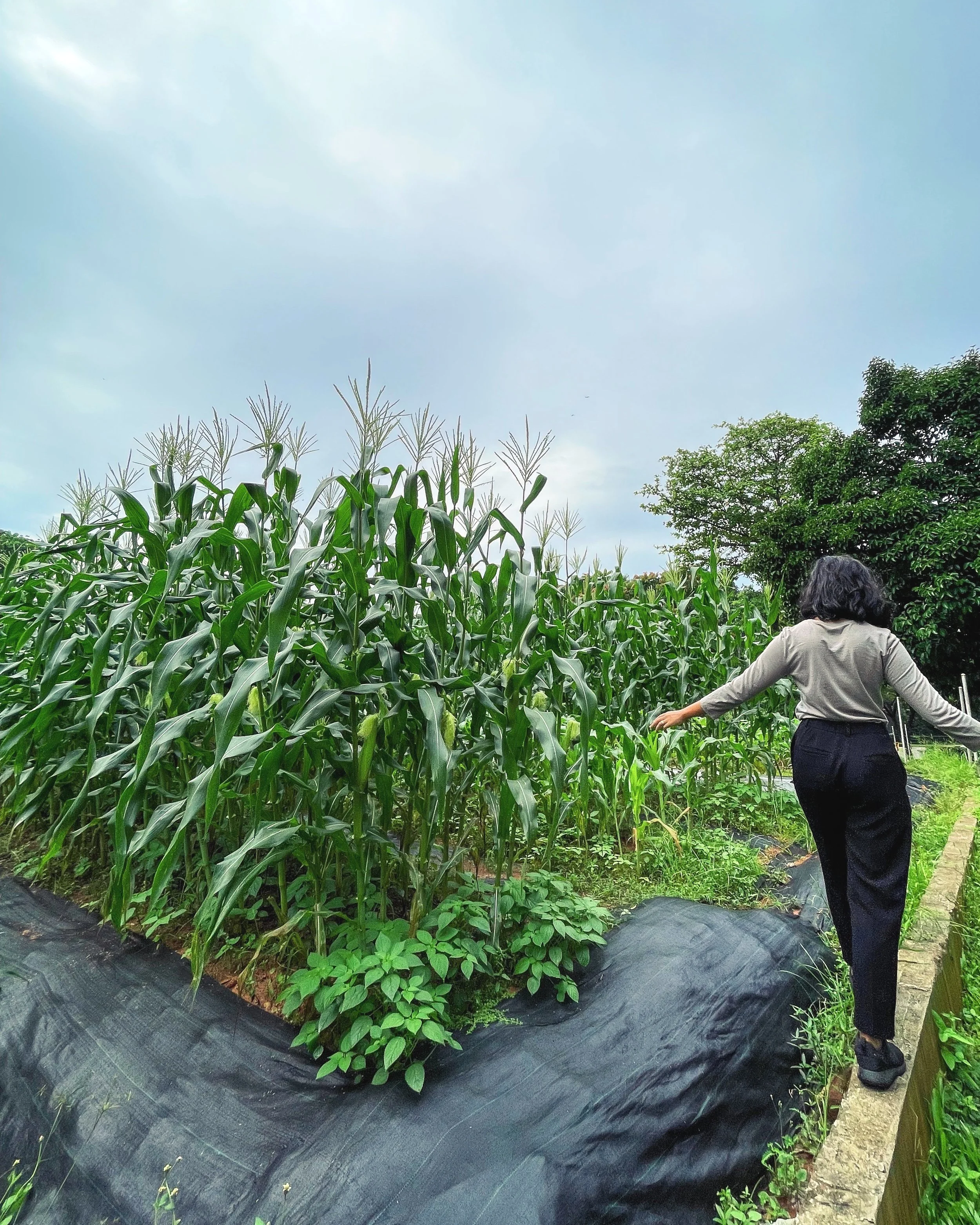 Farm Tour | Open Farm Community