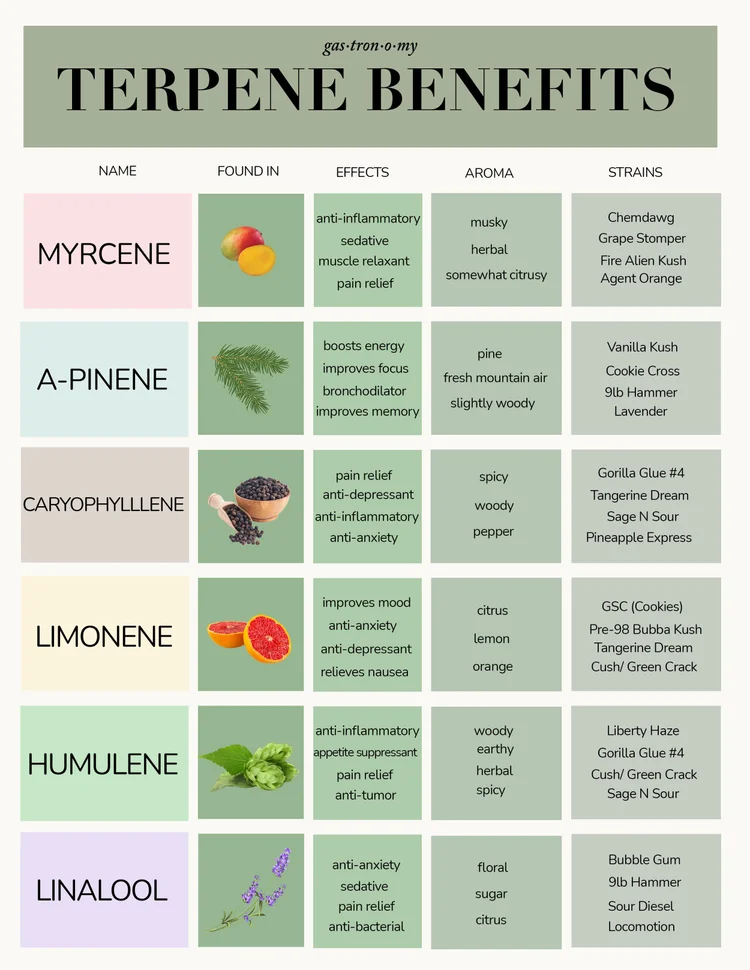 Terpenes Chart — Gastronomy Media & Magazine