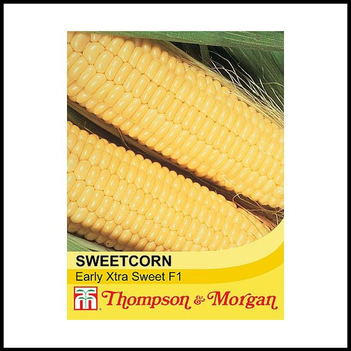 Sweetcorn - 'Early Xtra Sweet' F1 Hybrid * — C Booth & Son