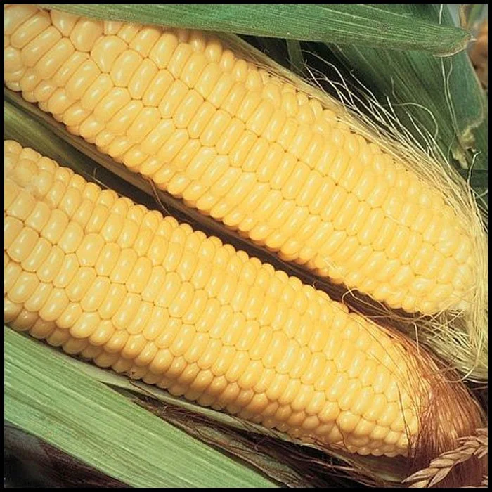 Sweetcorn - 'Early Xtra Sweet' F1 Hybrid — C Booth & Son