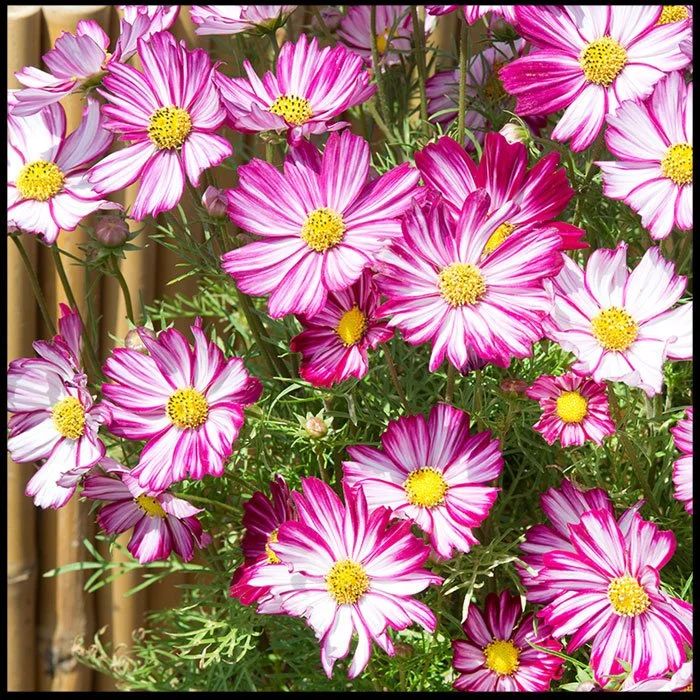 Real Purple Cosmos