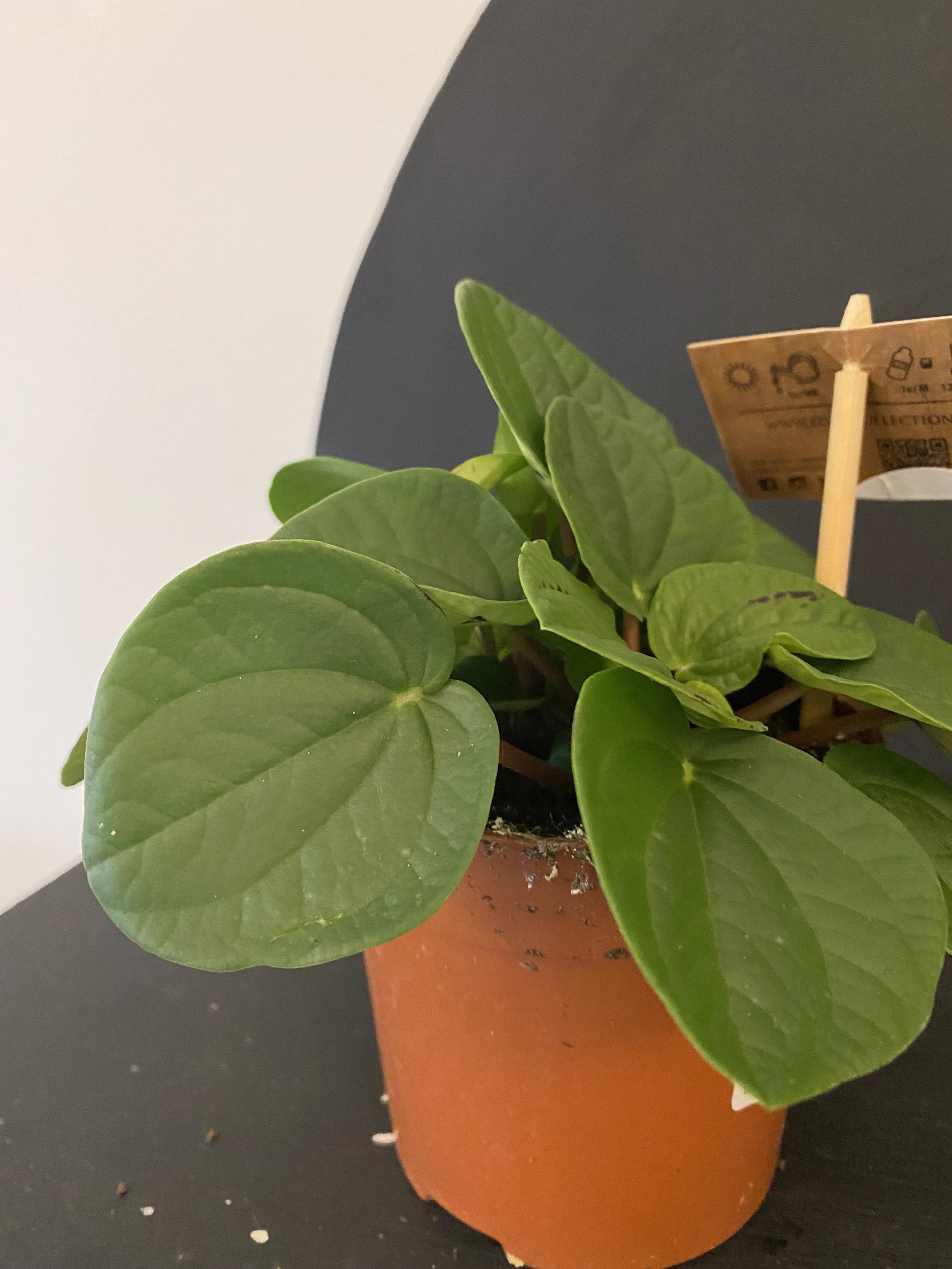 Blooming Skull Coffee