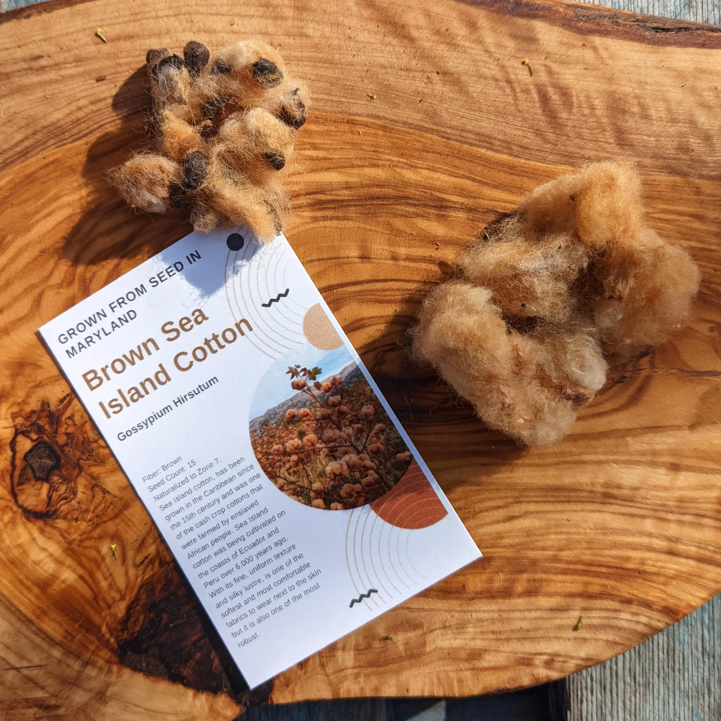 Store 2 — Blue Light Junction