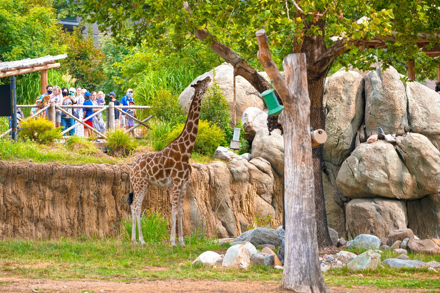What makes a great zoo exhibit? — Edge Concrete Construction LLC