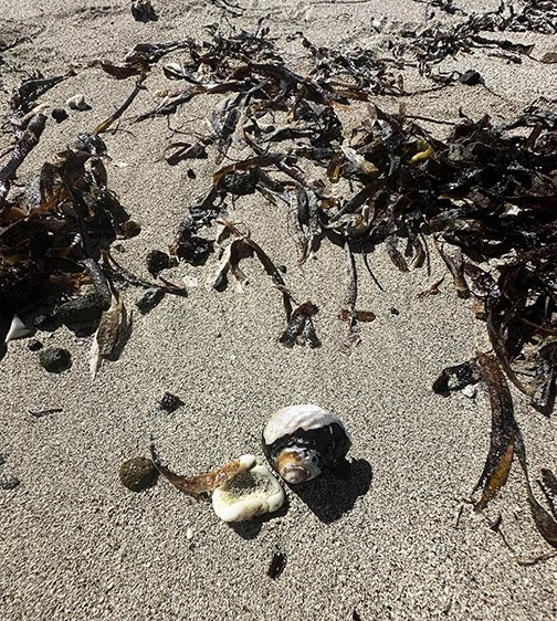 Puerto Rico Travel: Beaches, Wildlife & Inspiration for New Paintings ...