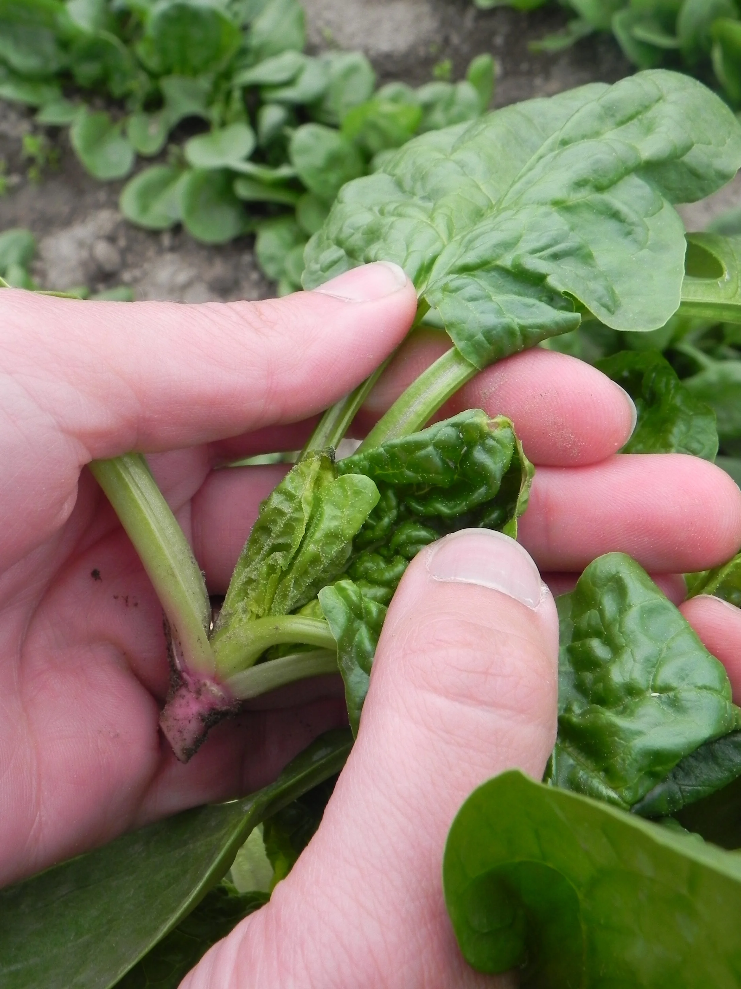 Disease Management — Osborne Quality Seeds Blog