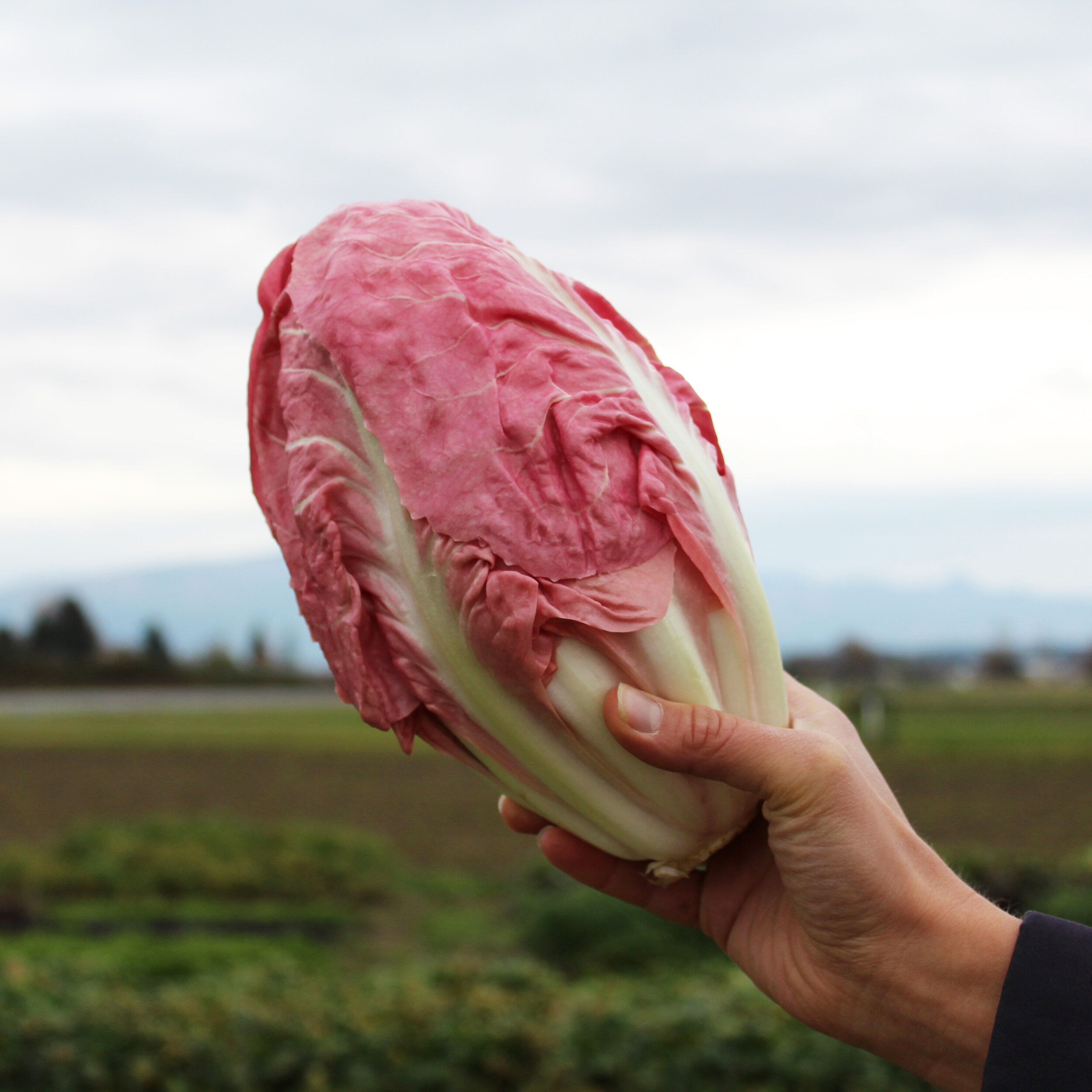 Radicchio, The Winter Gem — Osborne Quality Seeds Blog