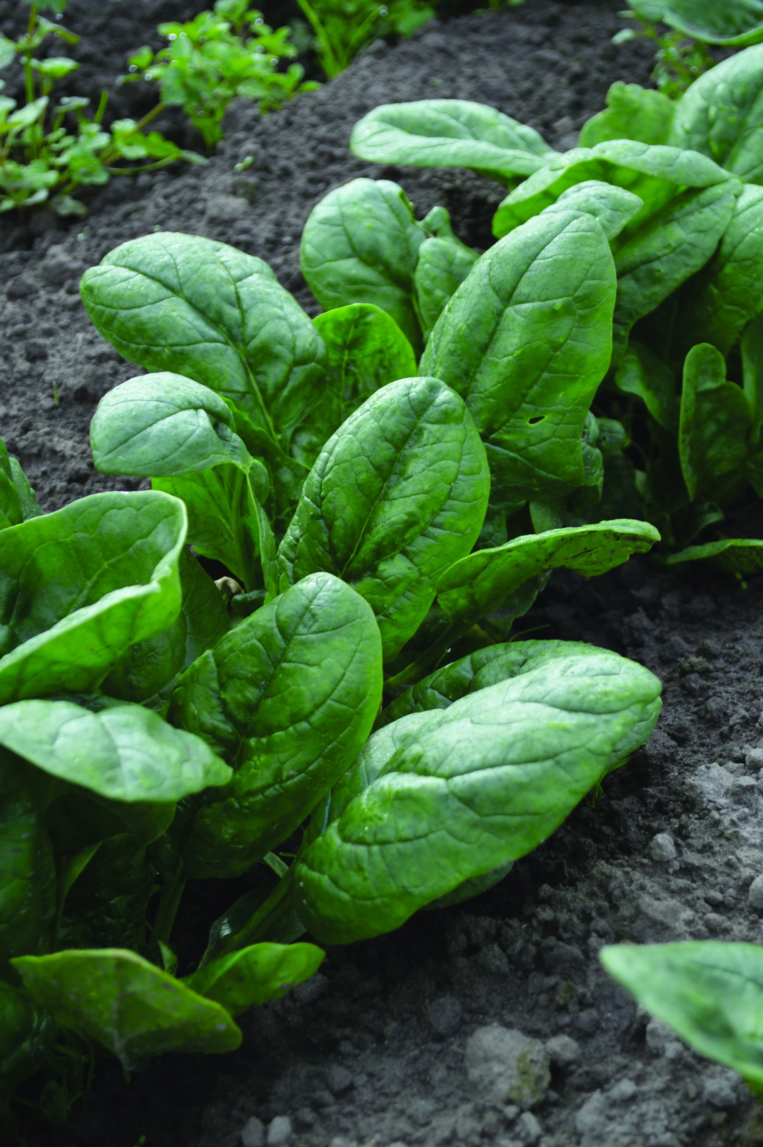 Simplifying Spinach Variety Selection — Osborne Quality Seeds Blog