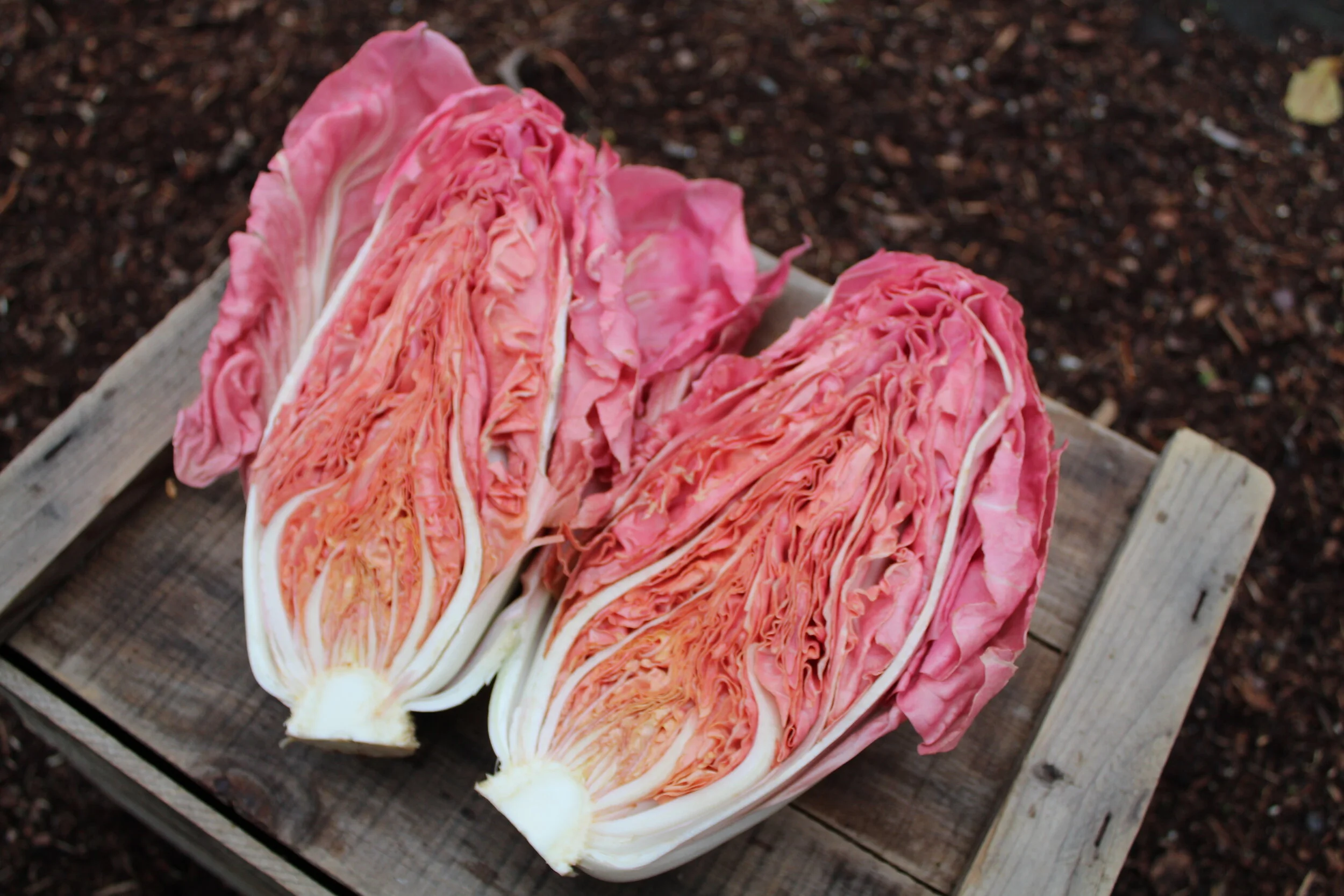 Late-season radicchio — Osborne Quality Seeds Blog