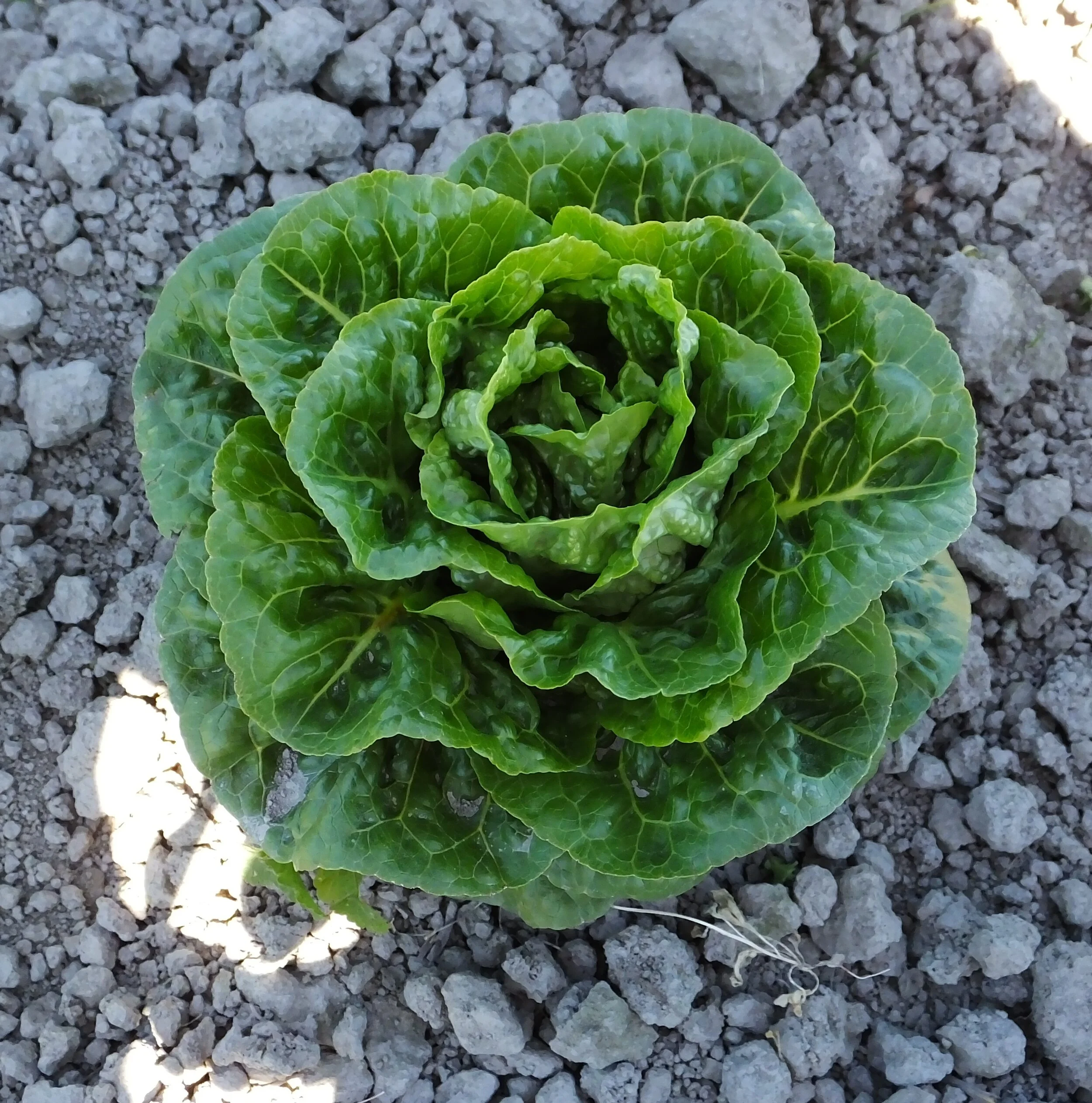 Lettuces For Spring Sowing — Osborne Quality Seeds Blog