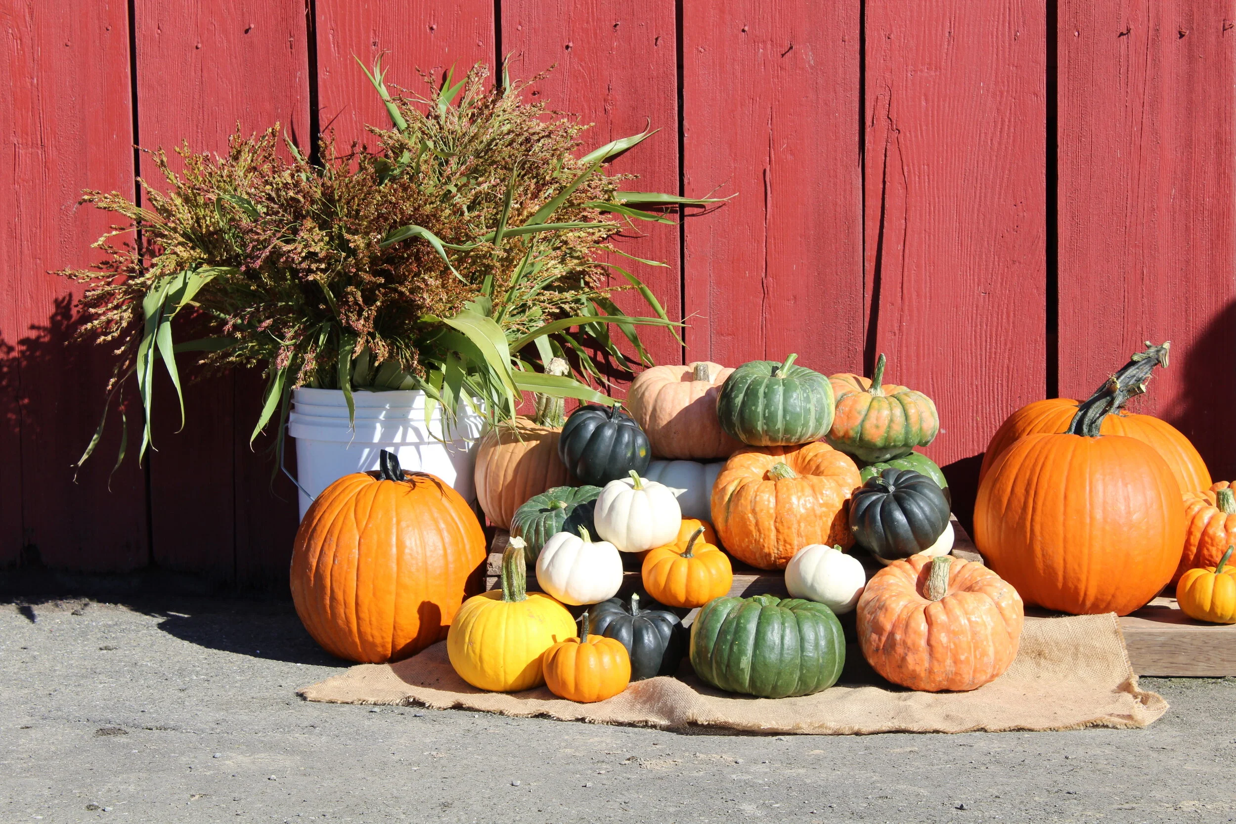 Pumpkins: Choosing the Best Varieties — Osborne Quality Seeds Blog