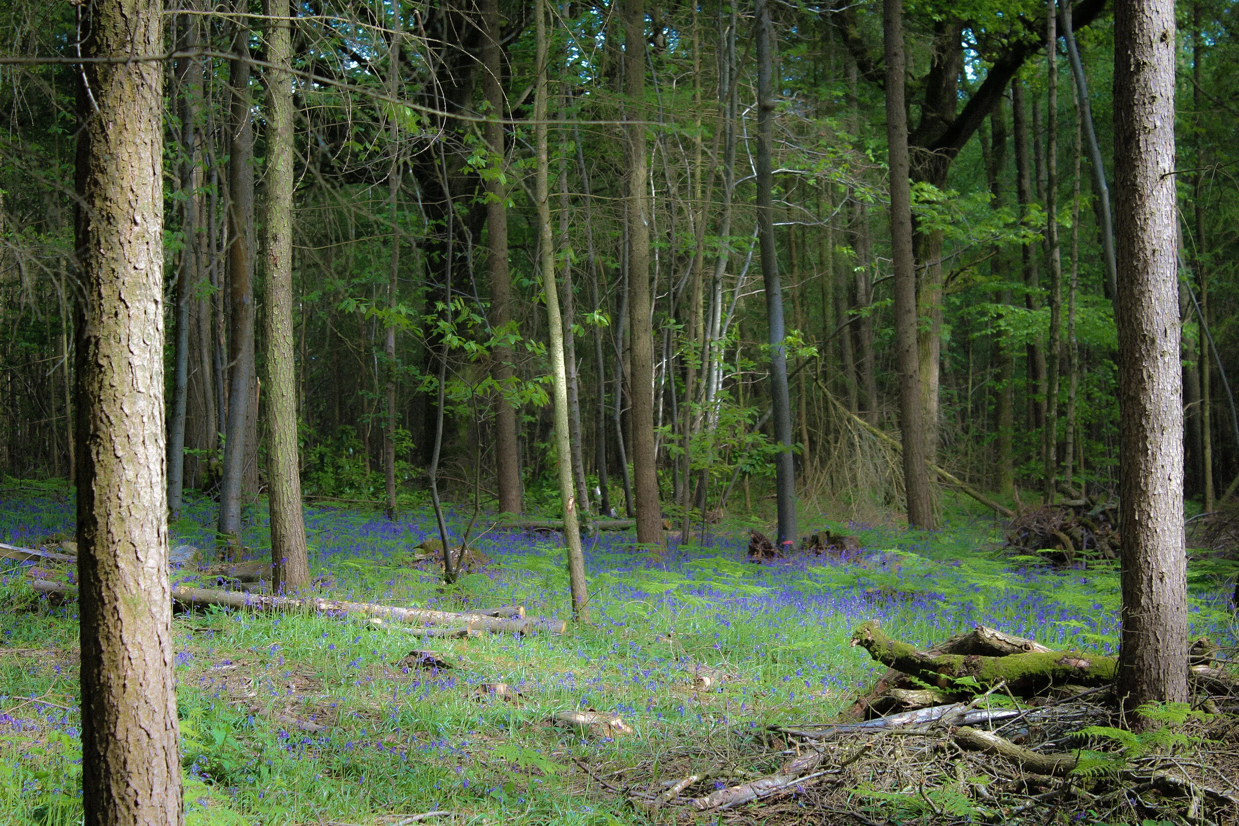 Gallery — Flimwell Park