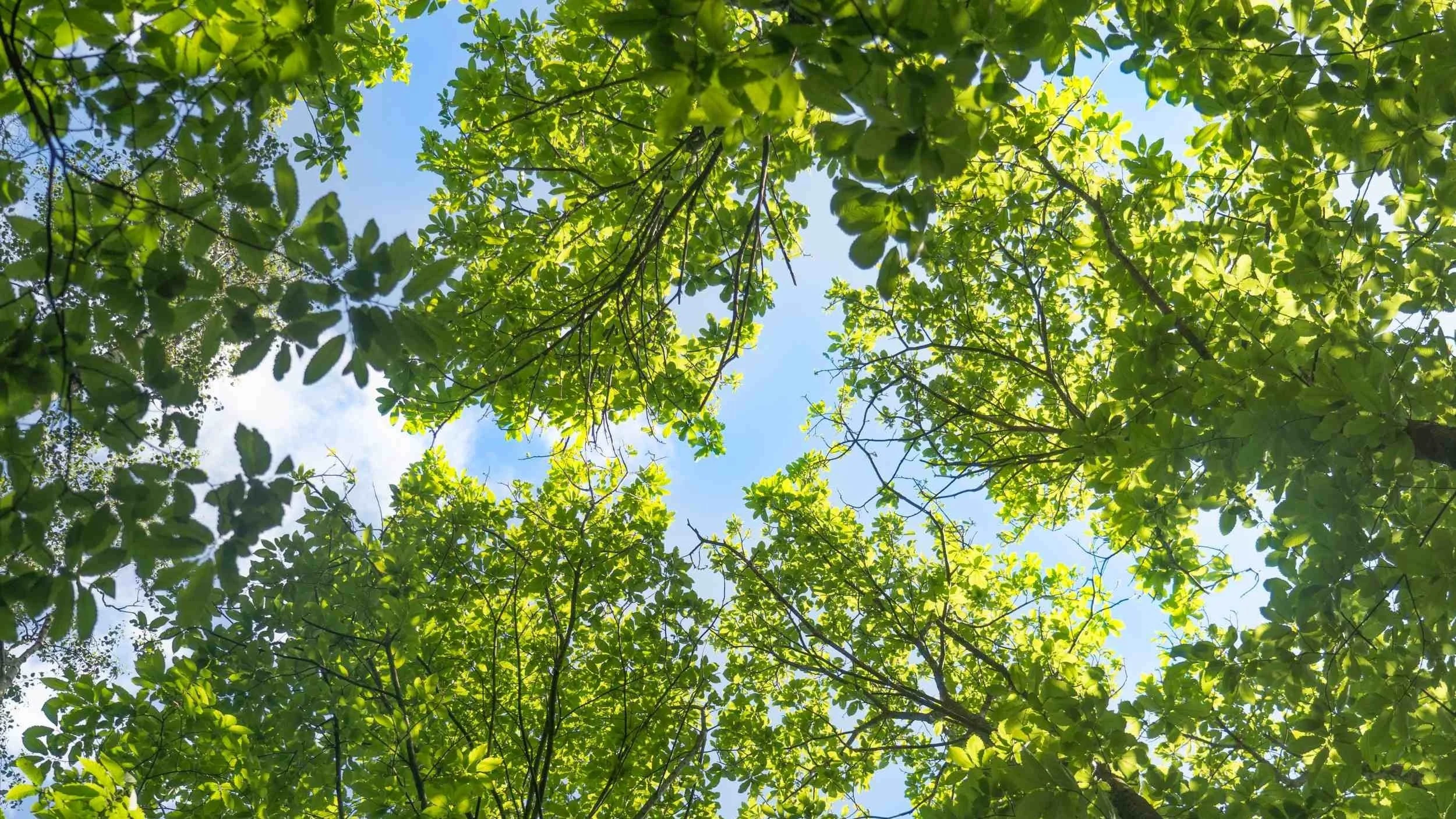 Forest Schooling: enabling holistic development in children — Flimwell Park