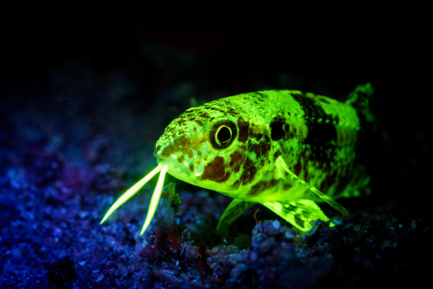 Underwater Fluorescence Photography (Reef Raves for Masochists)