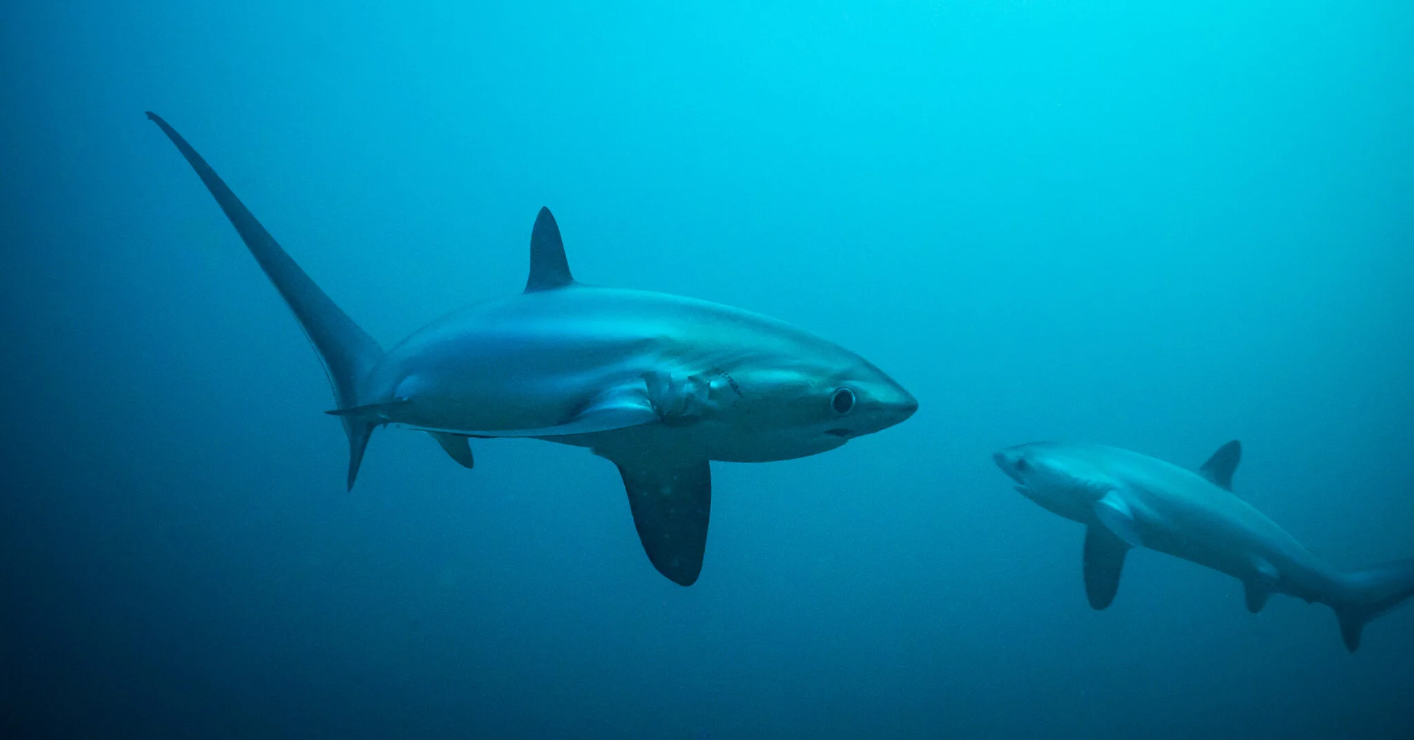 The Thresher Sharks of Malapascua Island, Philippines