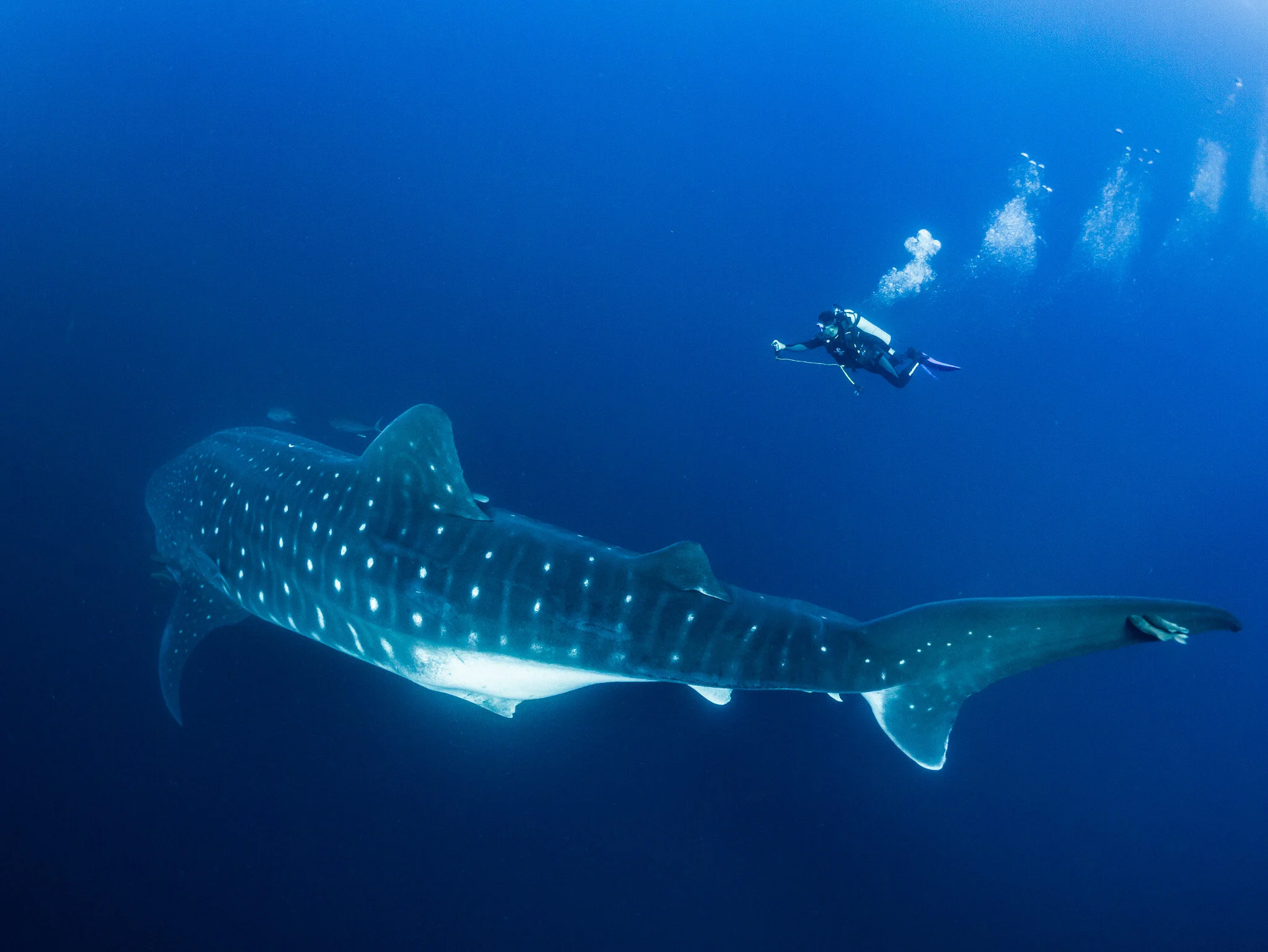 Whale Shark Facts: The Awesome Stats On Earth’s Largest Fish