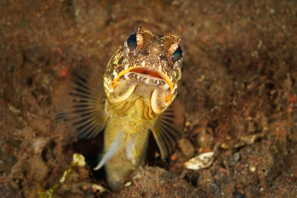 Underwater Macro Photography with the Sony A7R III