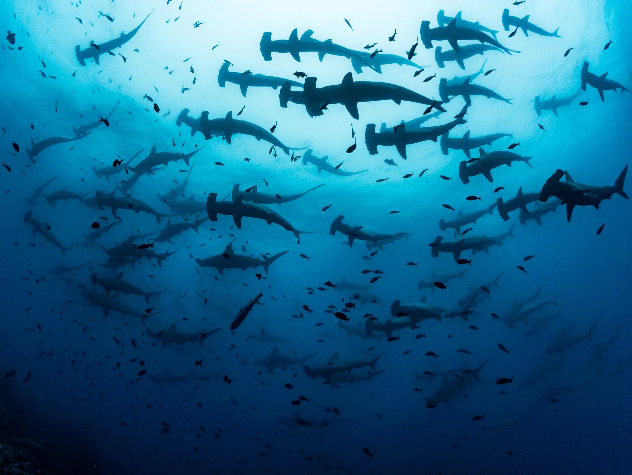 Shark Tsunamis: Are SHARKNAMIS Possible?