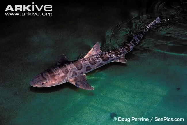 Shark Tsunamis: Are SHARKNAMIS Possible?
