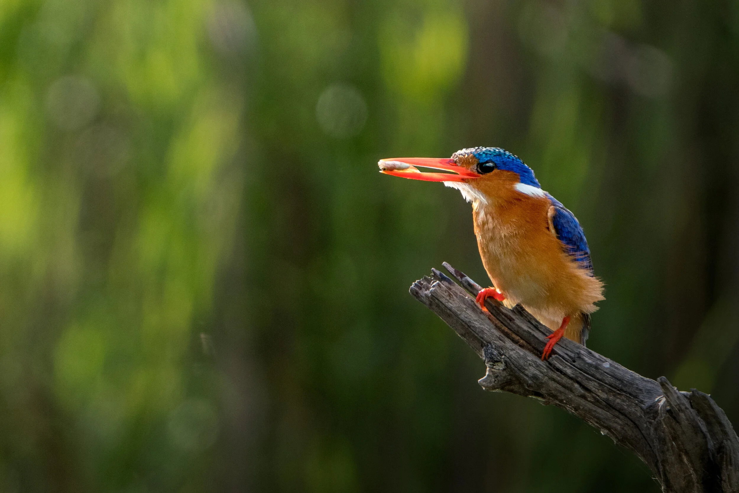 Sony 200–600mm Lens: User Guide for Wildlife Photographers