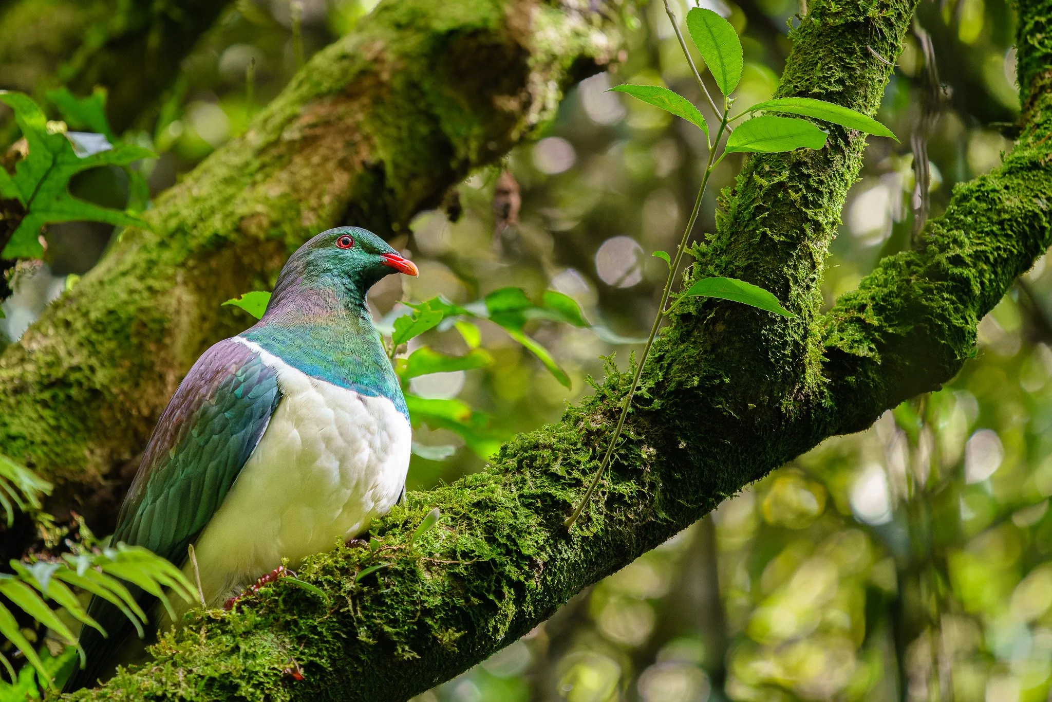 In Photos: The Birds of Rotokare Scenic Reserve, New Zealand