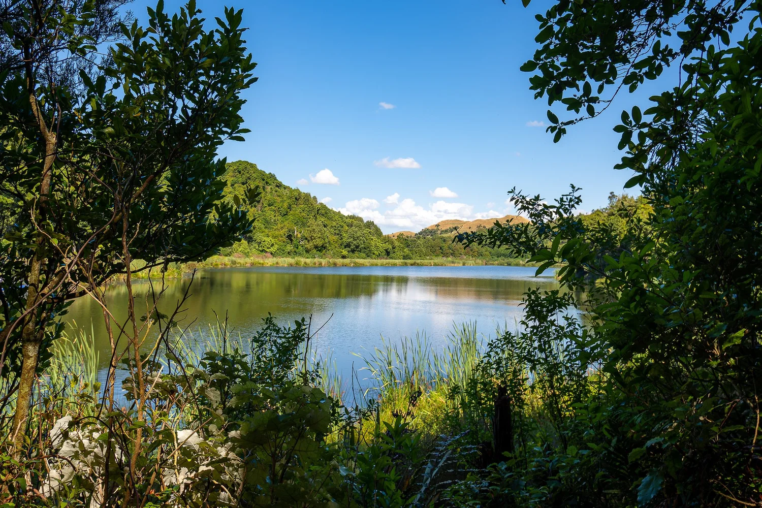 In Photos: The Birds of Rotokare Scenic Reserve, New Zealand