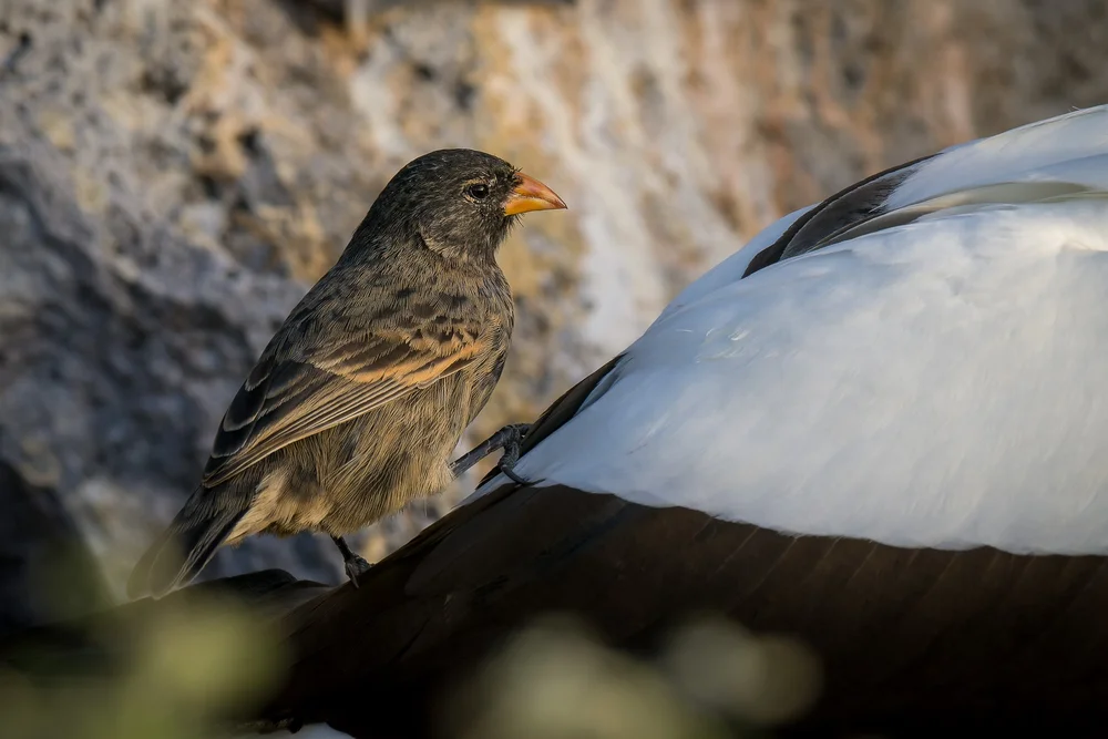 Bloodsucking Birds! The Vampire Finches of Wolf Island, Galapagos