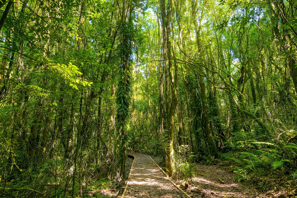 In Photos: The Birds of Rotokare Scenic Reserve, New Zealand