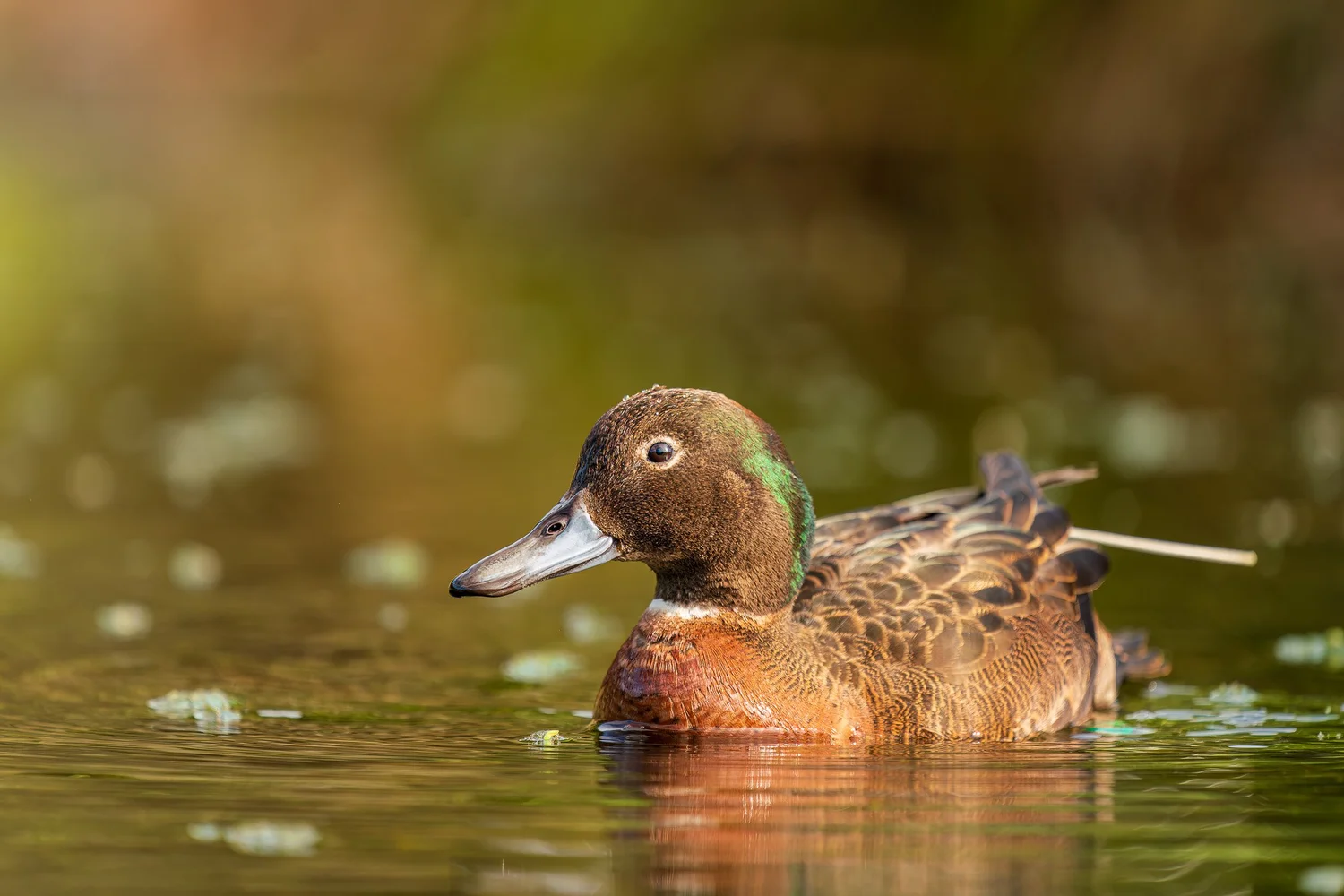 In Photos: The Birds of Rotokare Scenic Reserve, New Zealand
